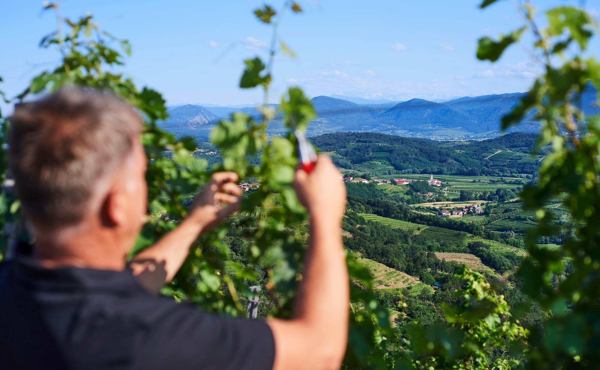 Vinarji - Konzorcij vinarjev Vipavske doline